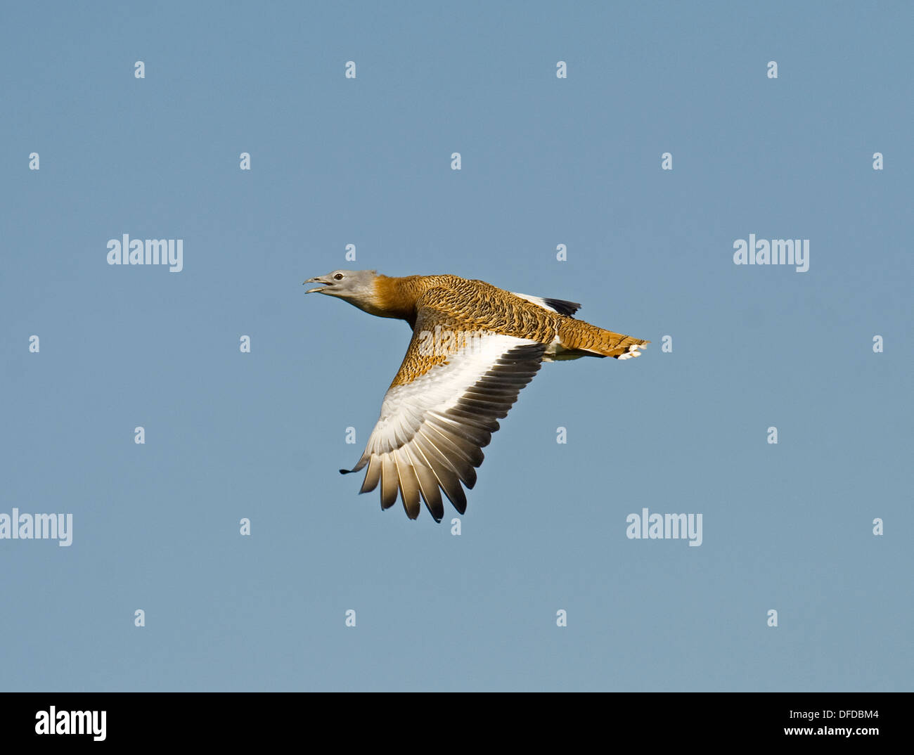Great Bustard - Otis tarda Stock Photo - Alamy