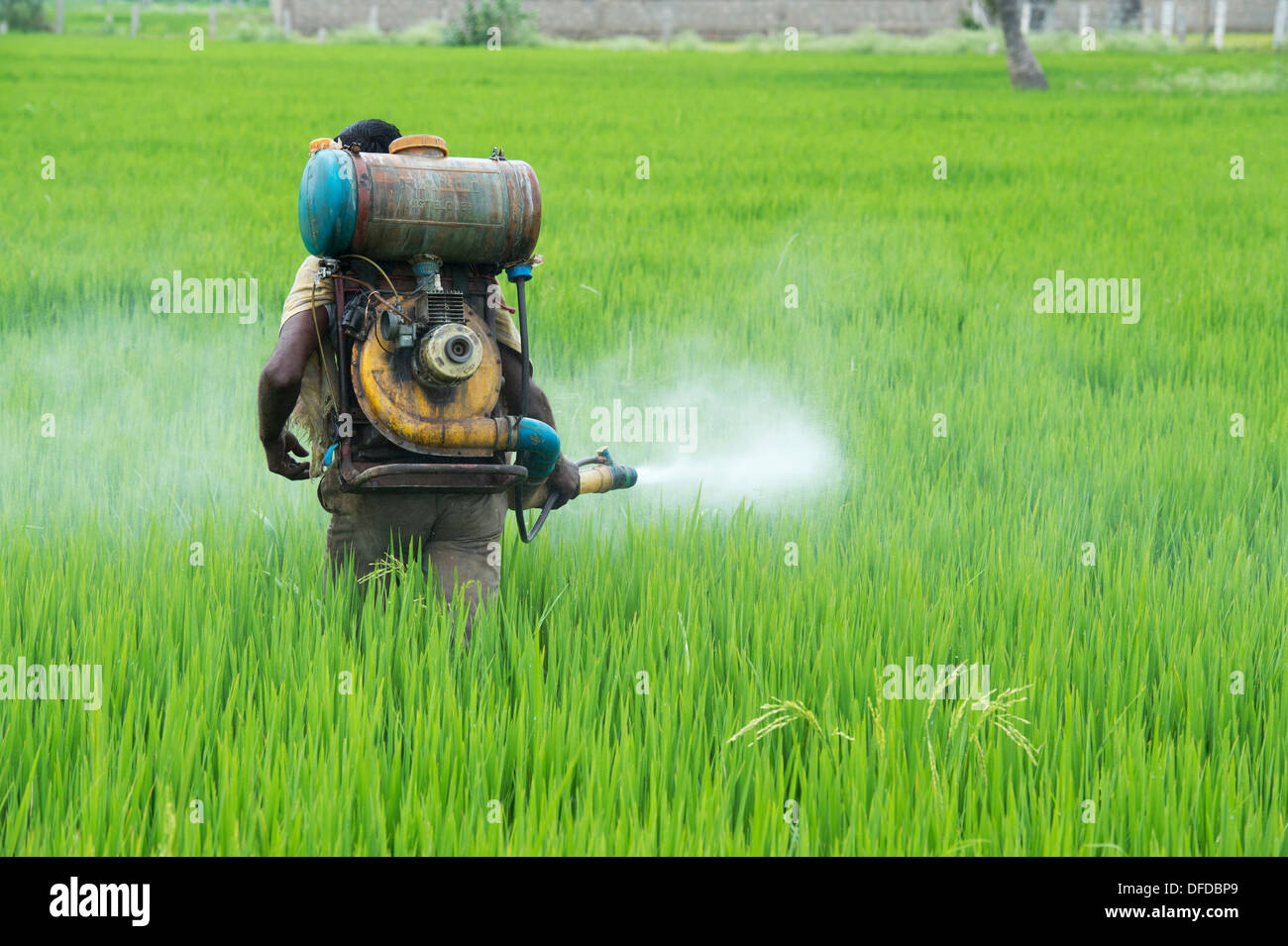 Indian man spraying a rice crop with pesticide. Andhra Pradesh, India ...