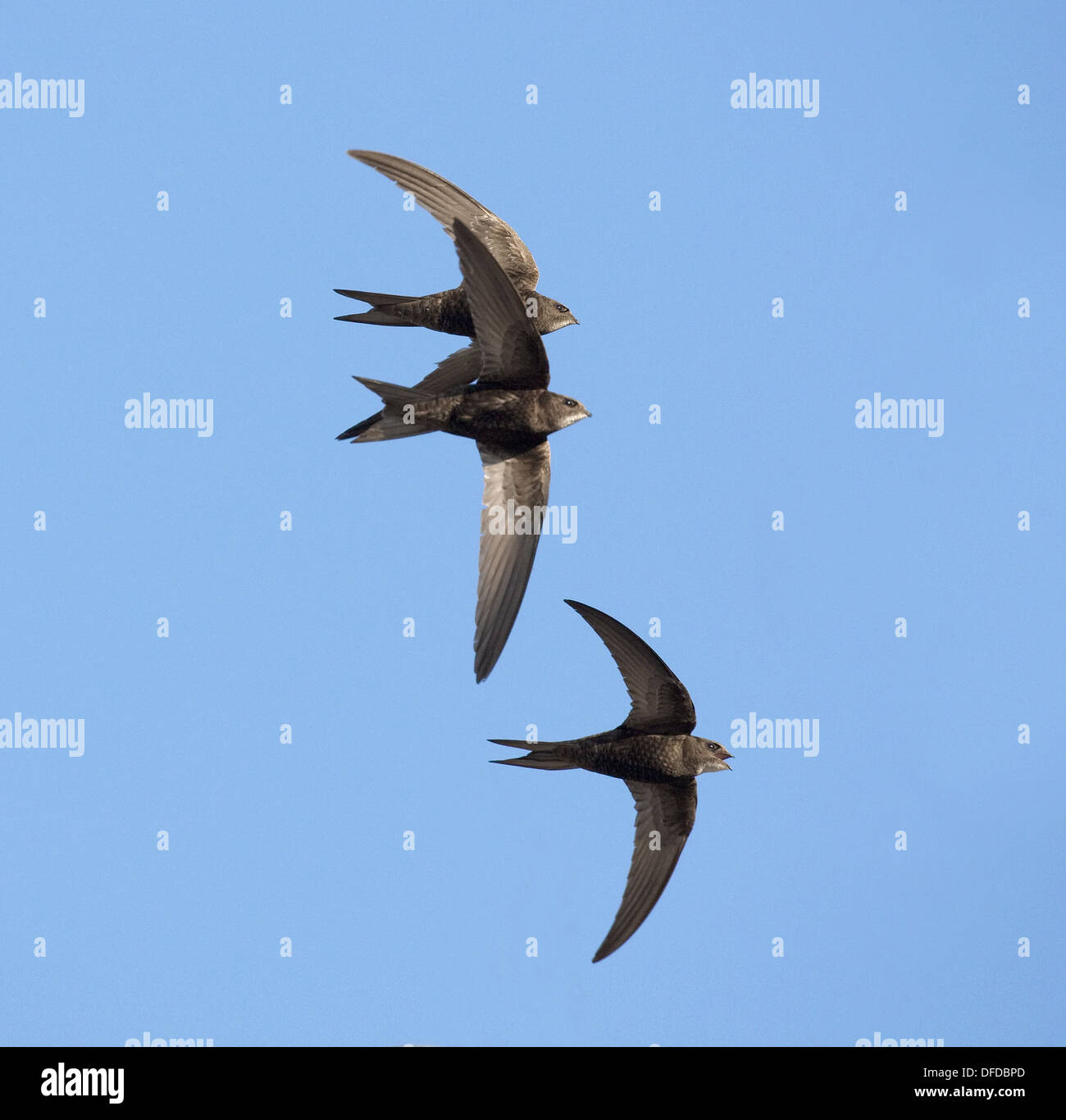 Swift Apus apus Stock Photo - Alamy
