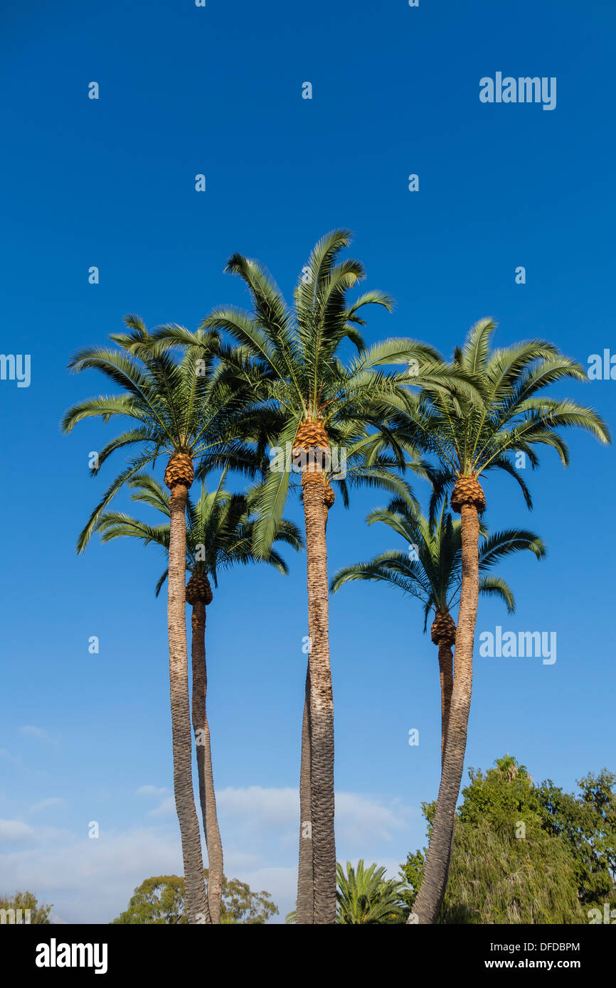 Very tall palm trees hi-res stock photography and images - Alamy