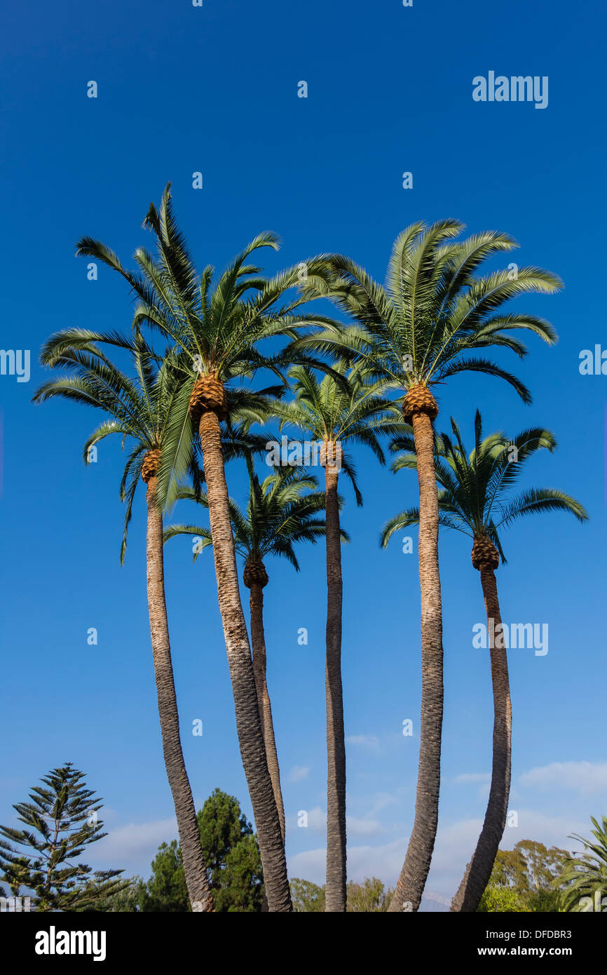 A grouping of newly trimmed tall palm trees against a deep blue sky in ...