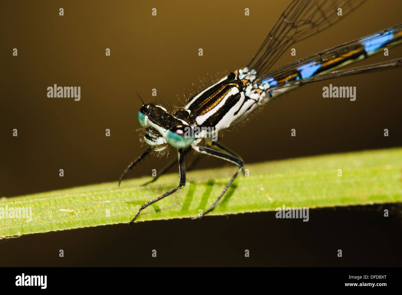 Female Variable Damselfly High Resolution Stock Photography and Images ...
