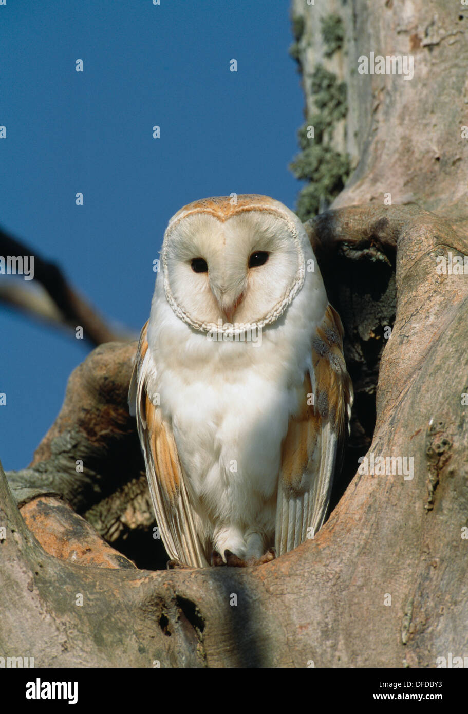 Barn Owl Tyto alba Stock Photo - Alamy