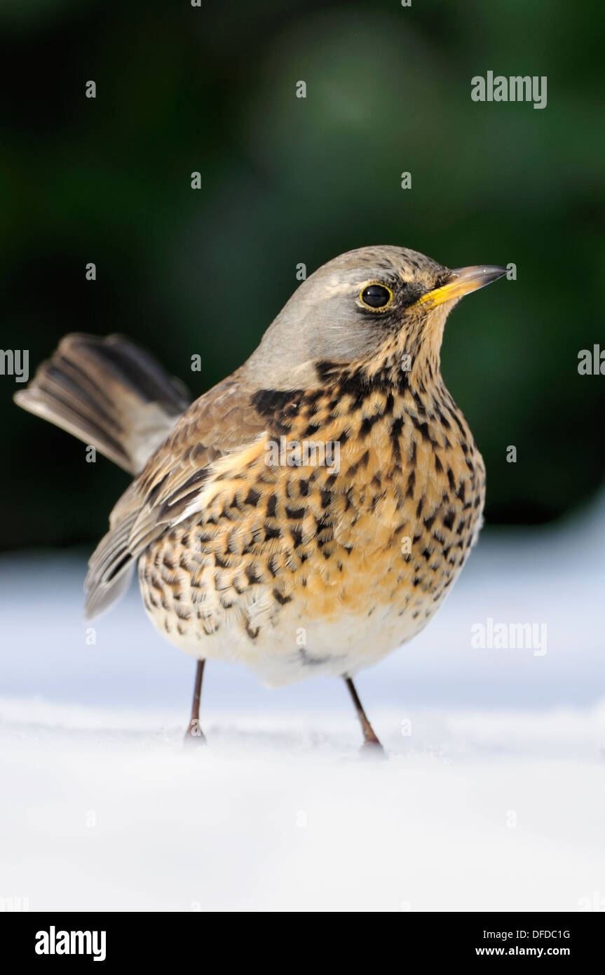 Fieldfare Turdus pilaris Stock Photo - Alamy