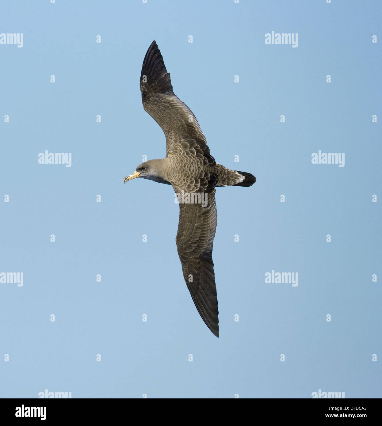Cory’s Shearwaters Calonectris diomedea Stock Photo - Alamy
