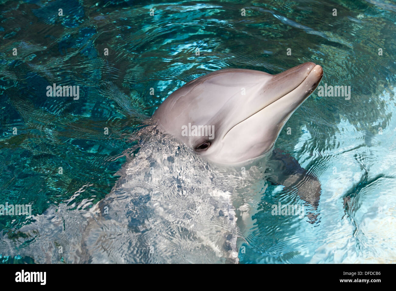 Bottlenose dolphin australia hi-res stock photography and images - Alamy