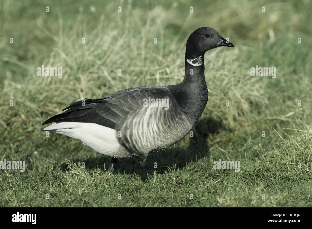 Brent Goose Branta bernicla Stock Photo - Alamy