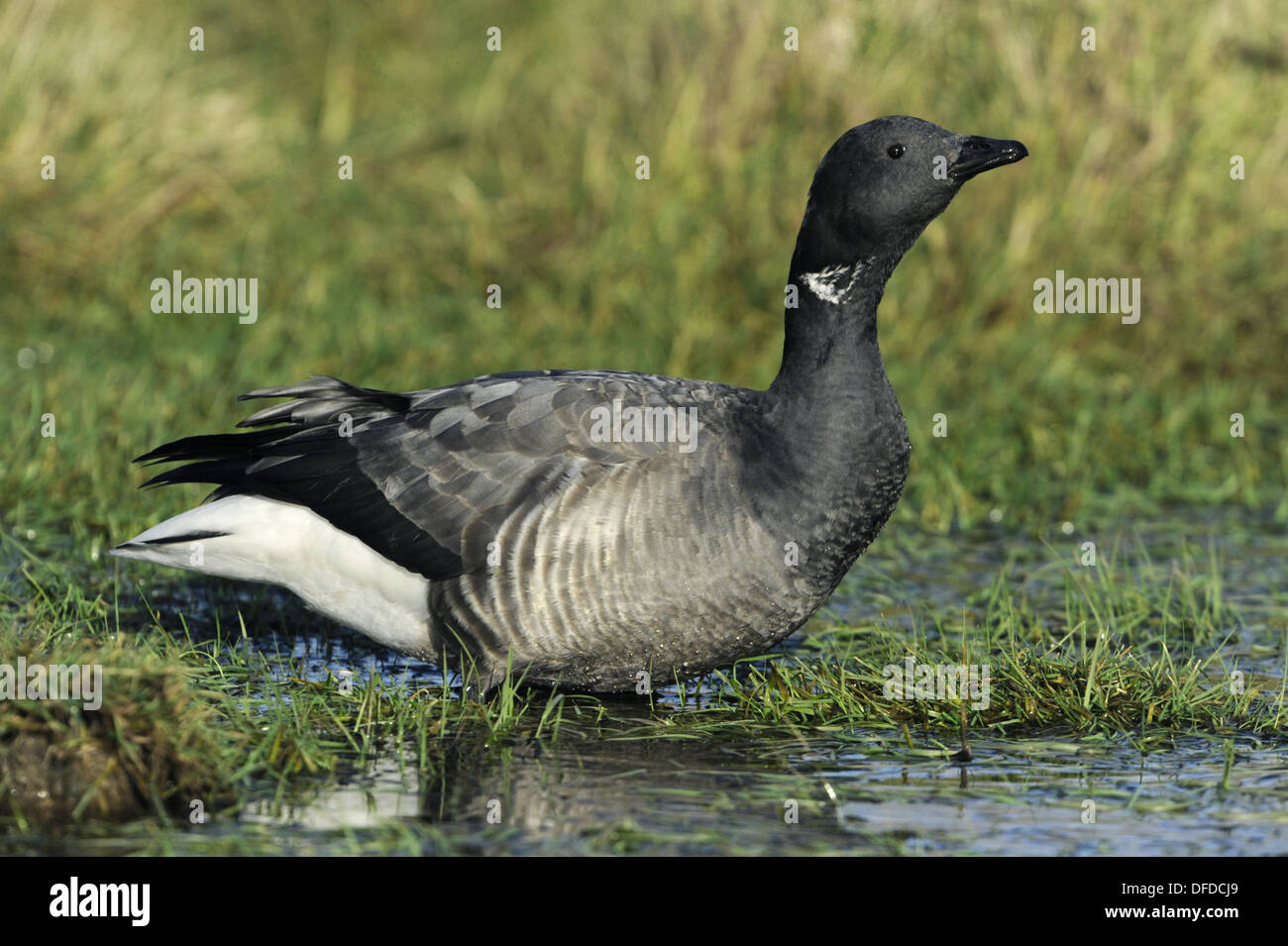Brent goose close hi-res stock photography and images - Alamy