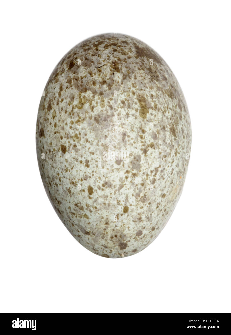 Crow Egg