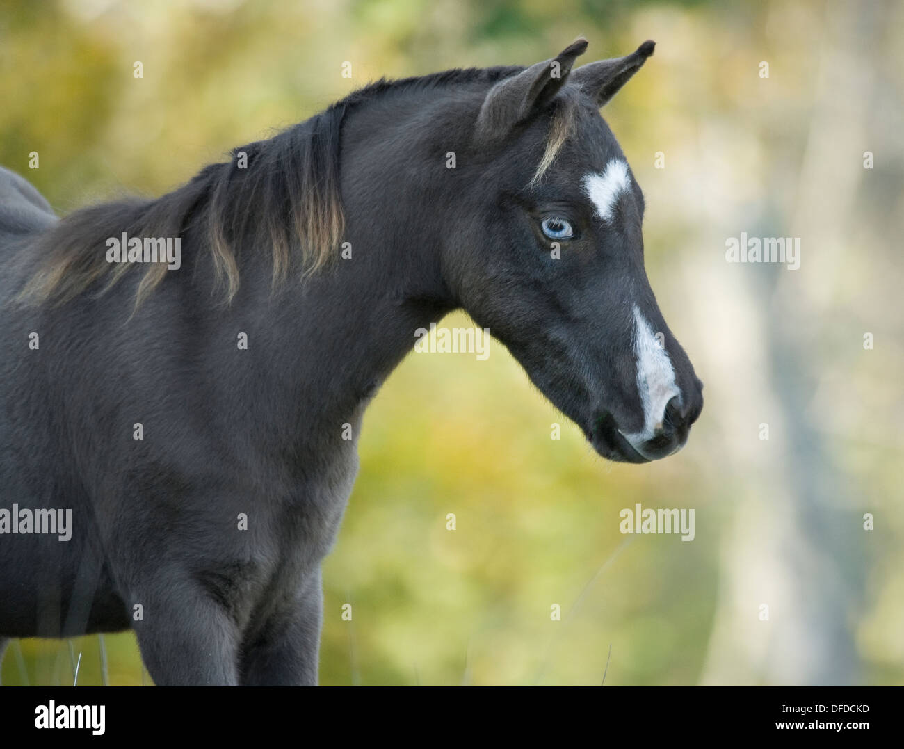Horse head profile hi-res stock photography and images - Alamy
