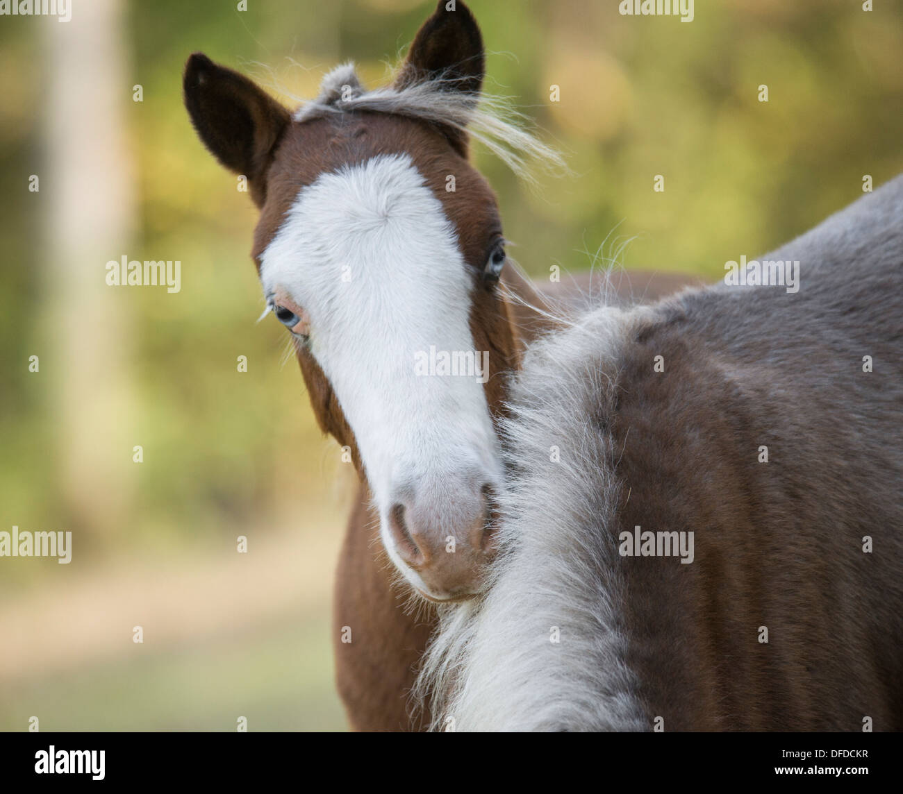 Miniature Horse weanling foal Stock Photo - Alamy