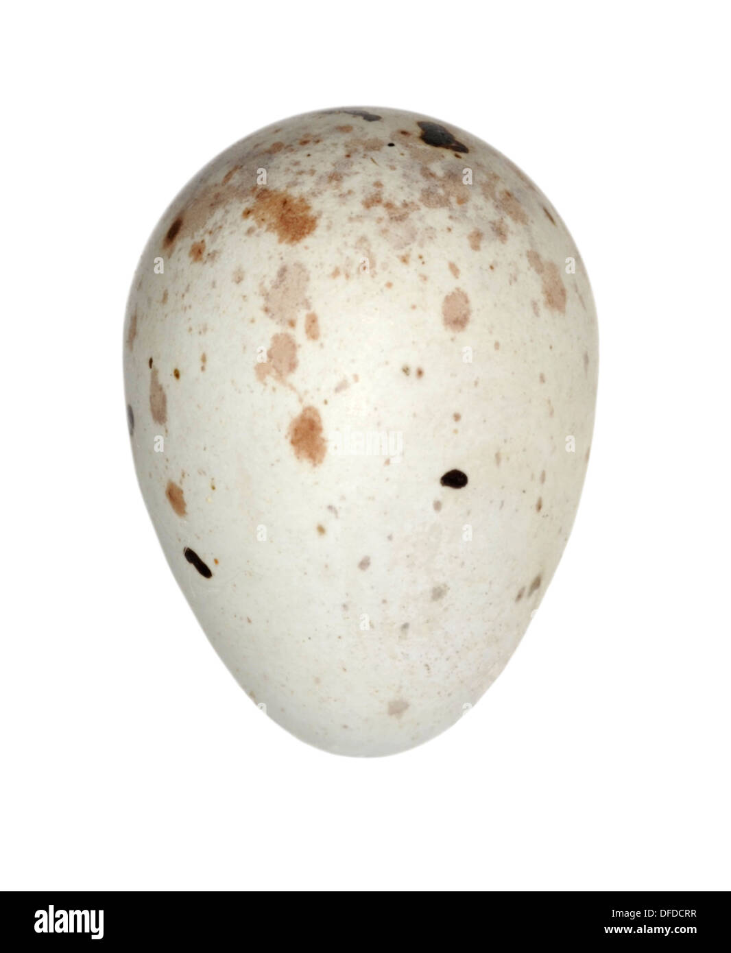 Songbirds eggs hi-res stock photography and images - Alamy