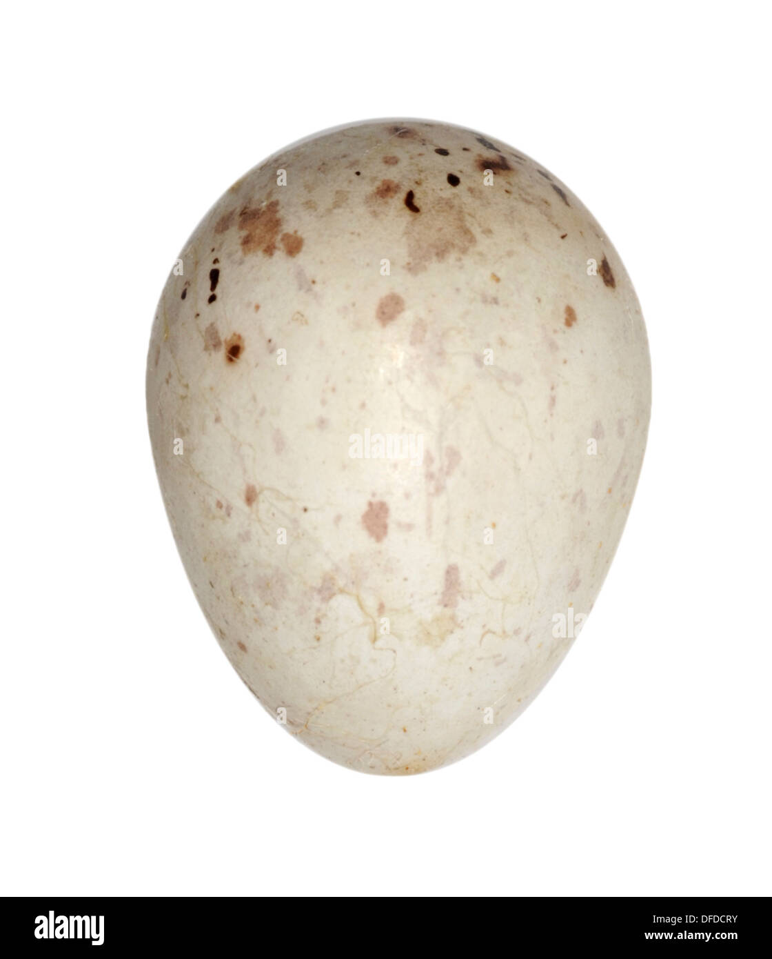 Songbirds eggs hi-res stock photography and images - Alamy