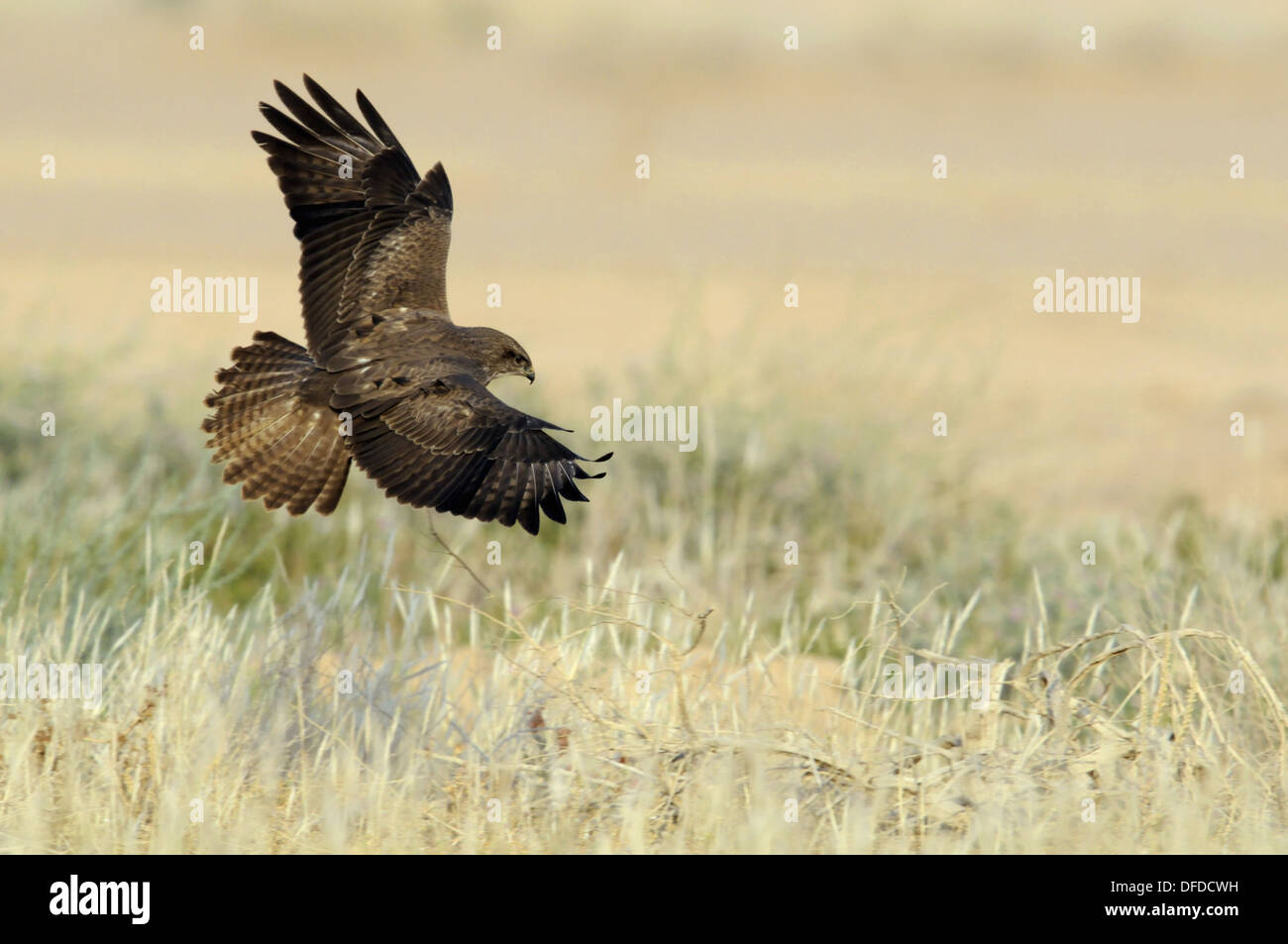 Steppe buzzard flying hi-res stock photography and images - Alamy