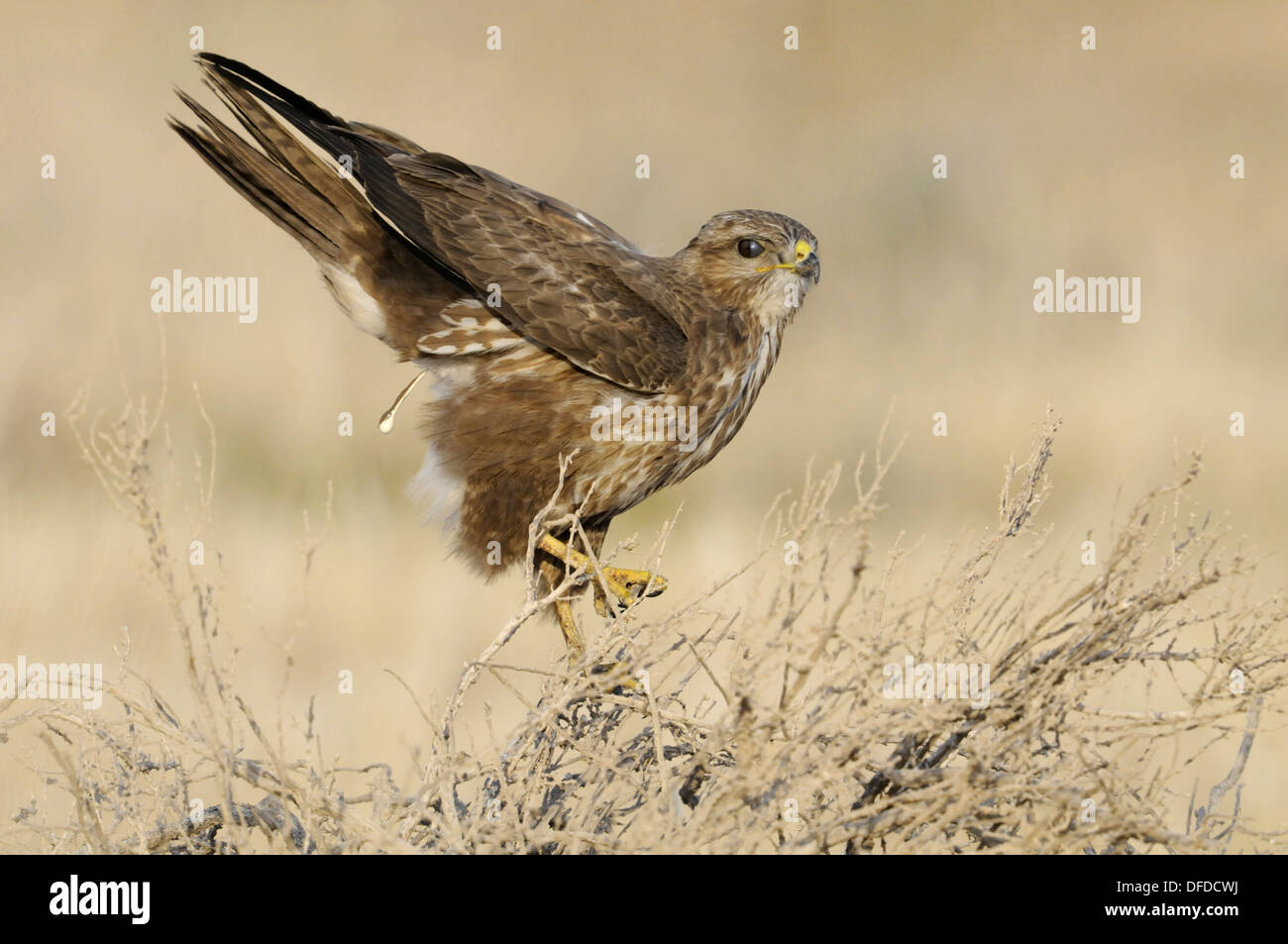 Steppe Buzzard - Buteo buteo vulpinus Stock Photo - Alamy