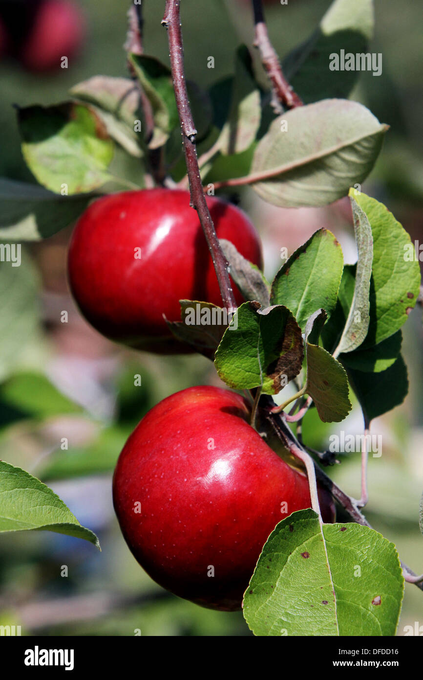 Apples wisconsin hi-res stock photography and images - Alamy