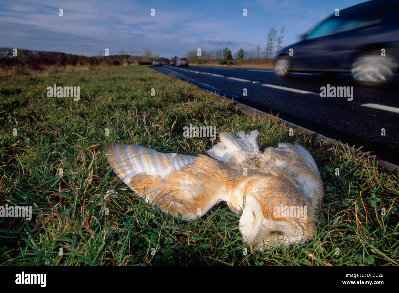 Barn owl tyto alba dead hi-res stock photography and images - Alamy