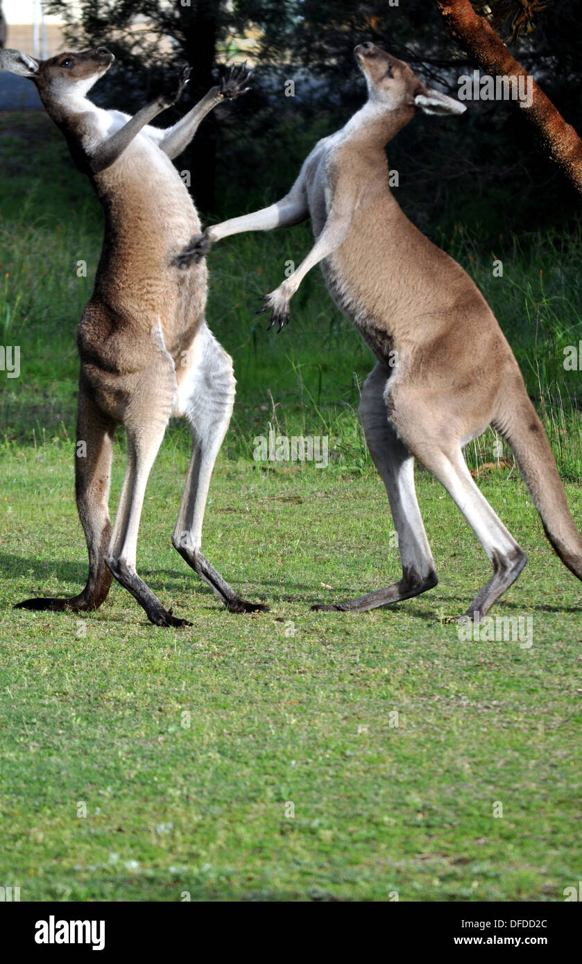 Male kangaroos fighting Stock Photo - Alamy