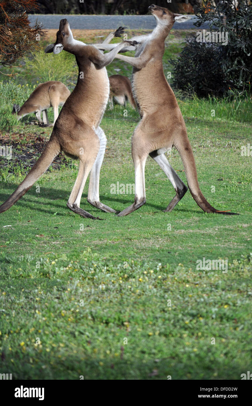 Kangaroos fighting hi-res stock photography and images - Alamy