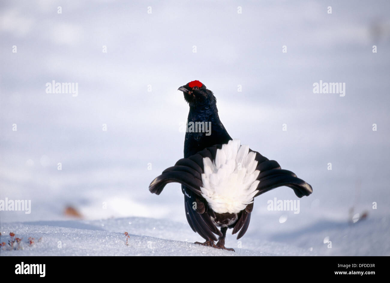 Black Grouse Tetrao tetrix Stock Photo - Alamy