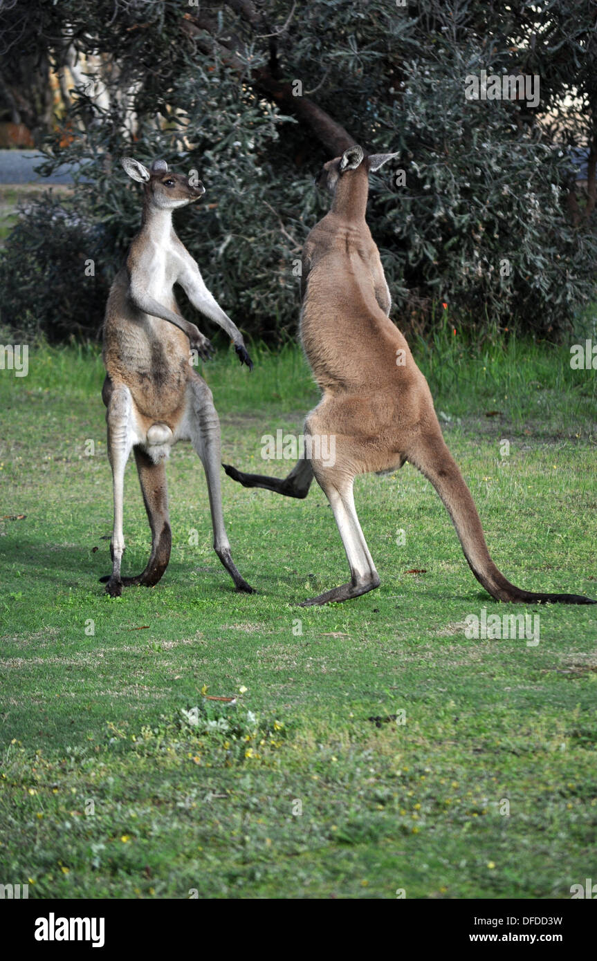 Kangaroos fighting hi-res stock photography and images - Alamy