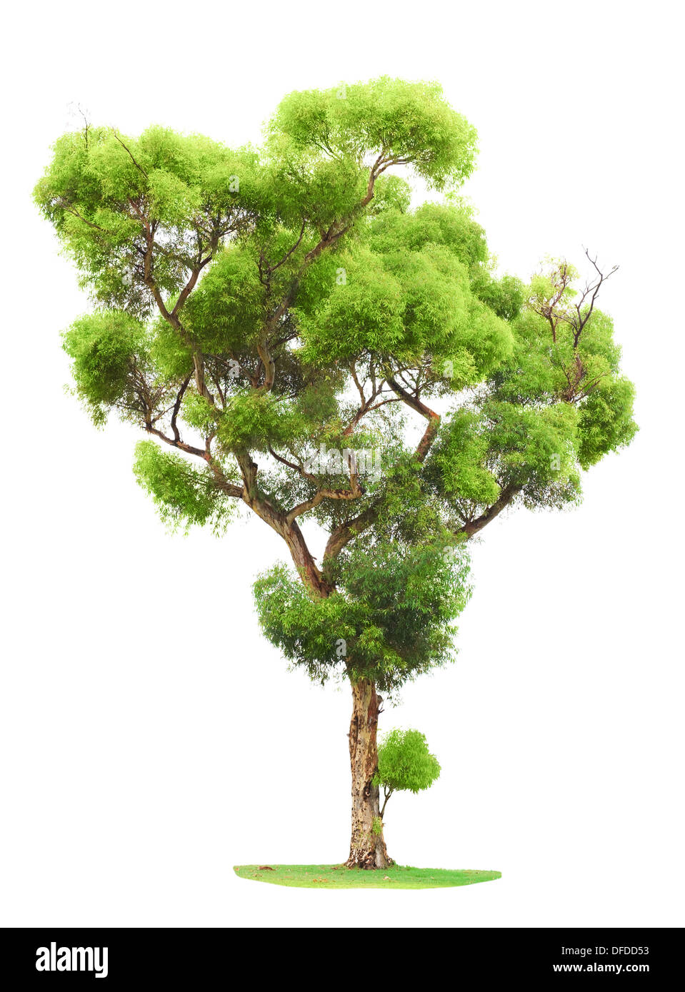 Single old tree and young shoot from one root isolated on white ...