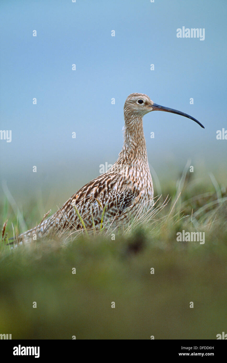 Curlew Numenius arquata Stock Photo - Alamy