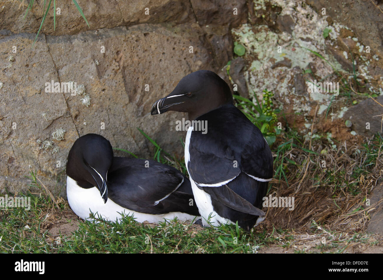 A pair of razorbills (Alca torda) nesting on a cliff ledge on the ...