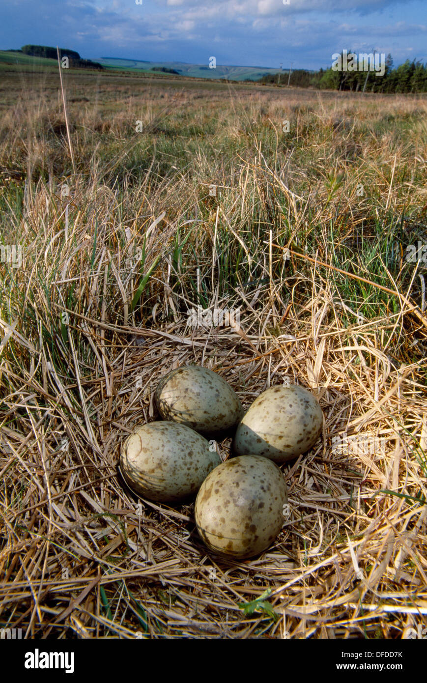 Curlew at nest with eggs hi-res stock photography and images - Alamy