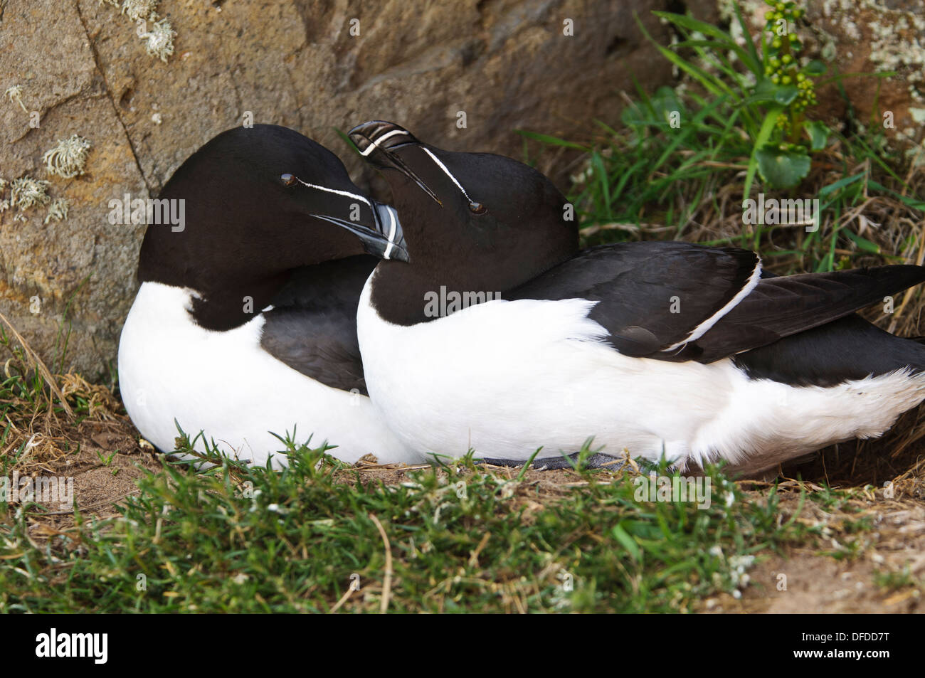 A pair of razorbills (Alca torda) engaged in mutual preening on a cliff ...