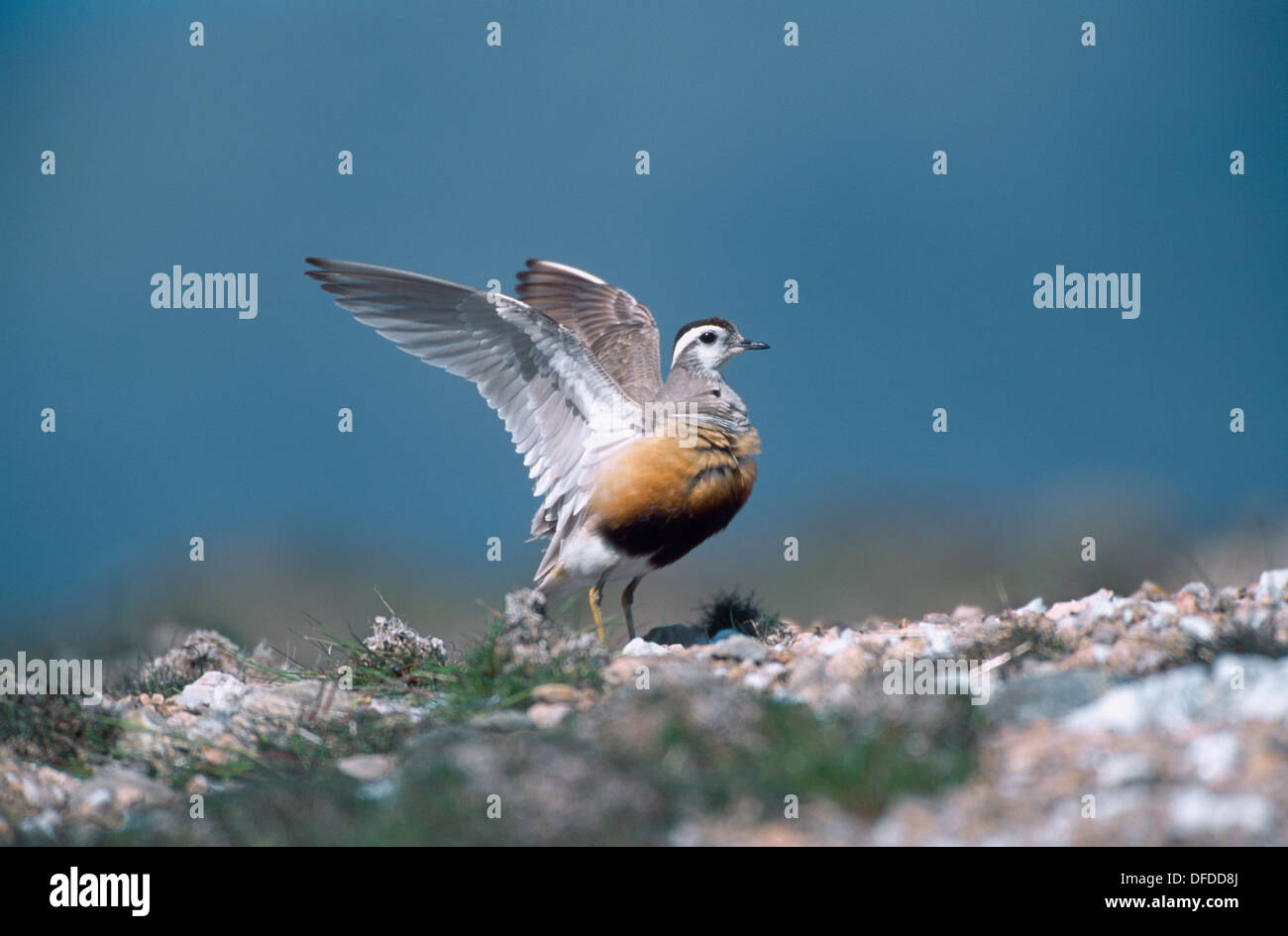Dotterel wing hi-res stock photography and images - Alamy