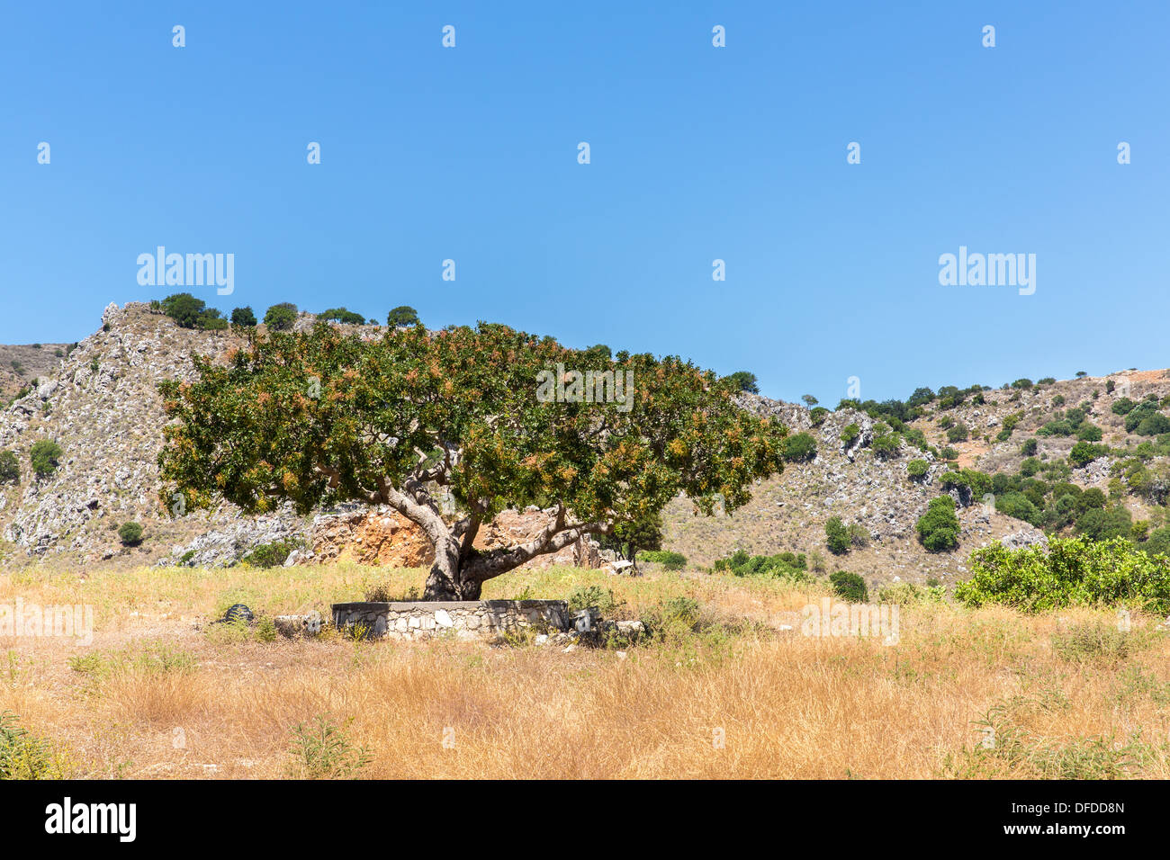 Big tree in Small cretan village in Crete island, Greece See other ...