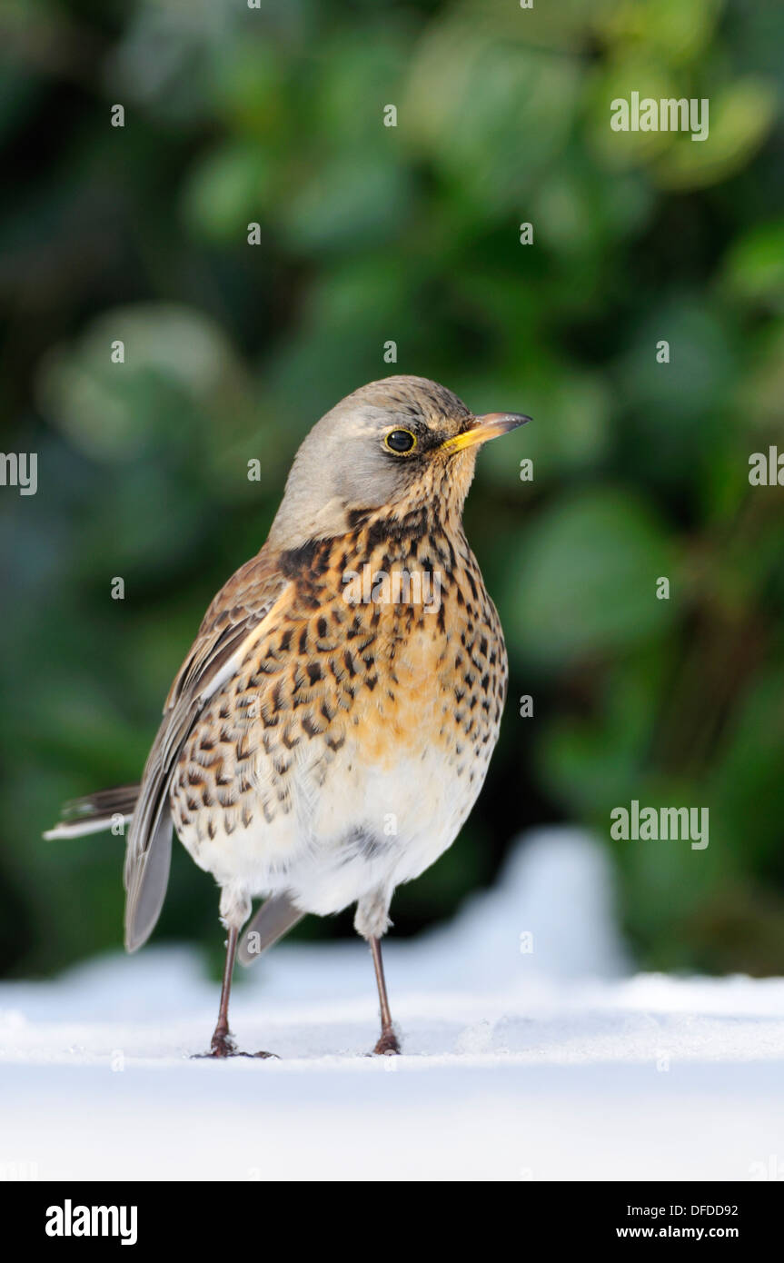 Fieldfare Turdus pilaris Stock Photo - Alamy