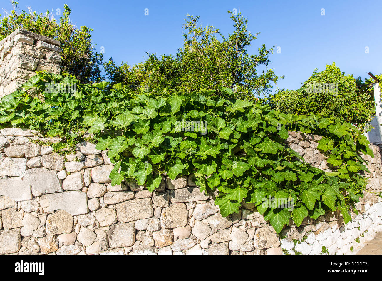 Big tree in Small cretan village in Crete island, Greece See other ...
