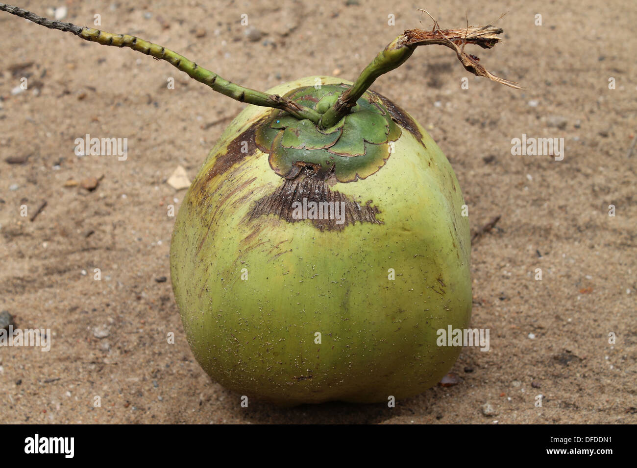 Coconut cocos nucifera arecaceae hi-res stock photography and images ...