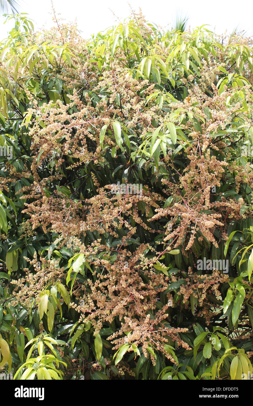 Flowered Mango tree Stock Photo - Alamy
