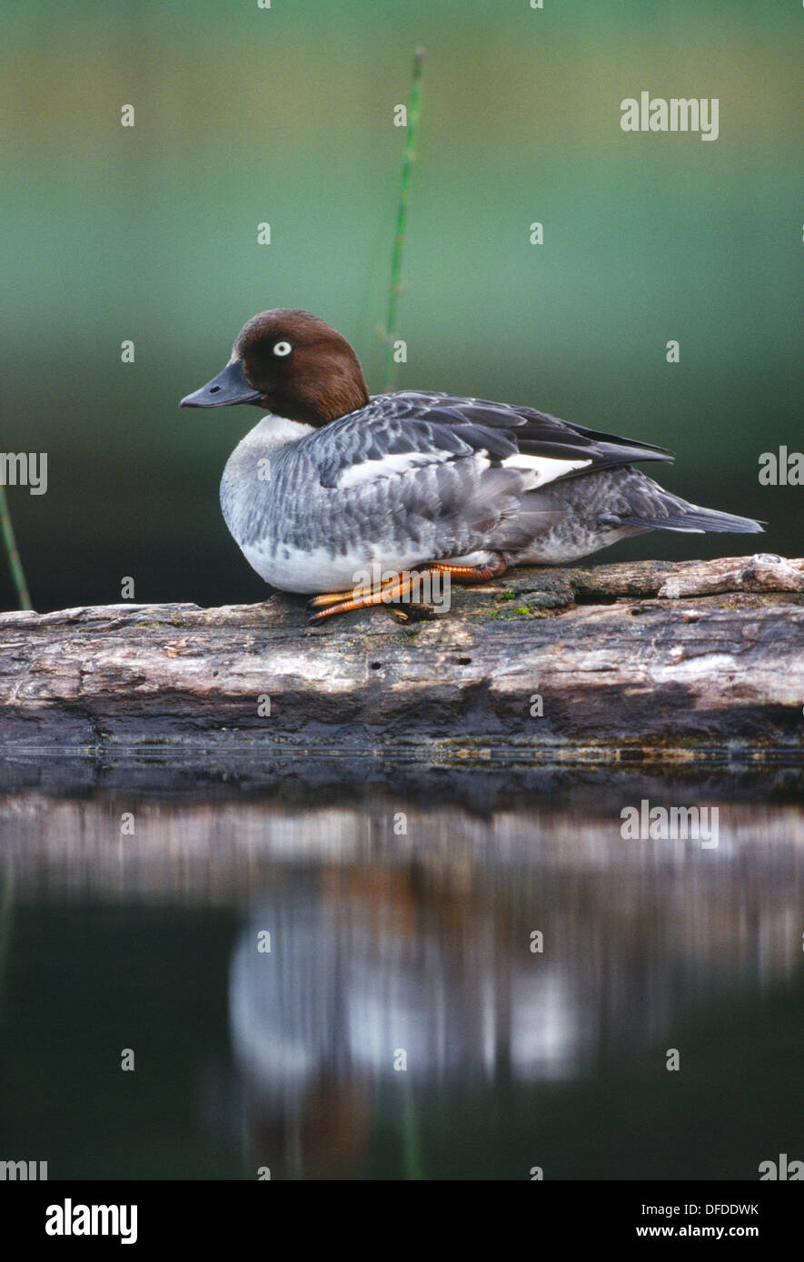 Goldeneye duck standing hi-res stock photography and images - Alamy