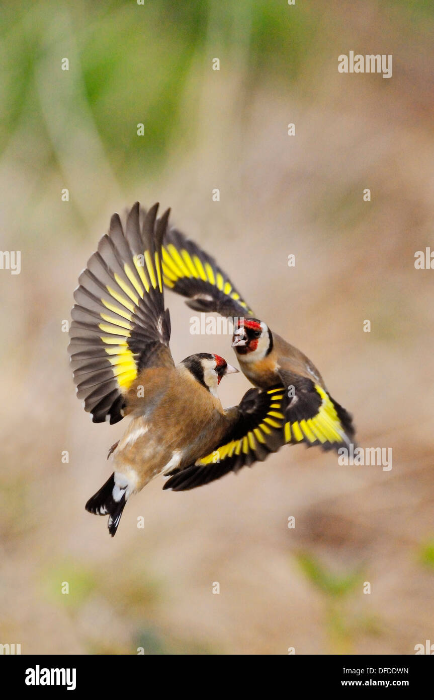 Goldfinch in flight hi-res stock photography and images - Alamy