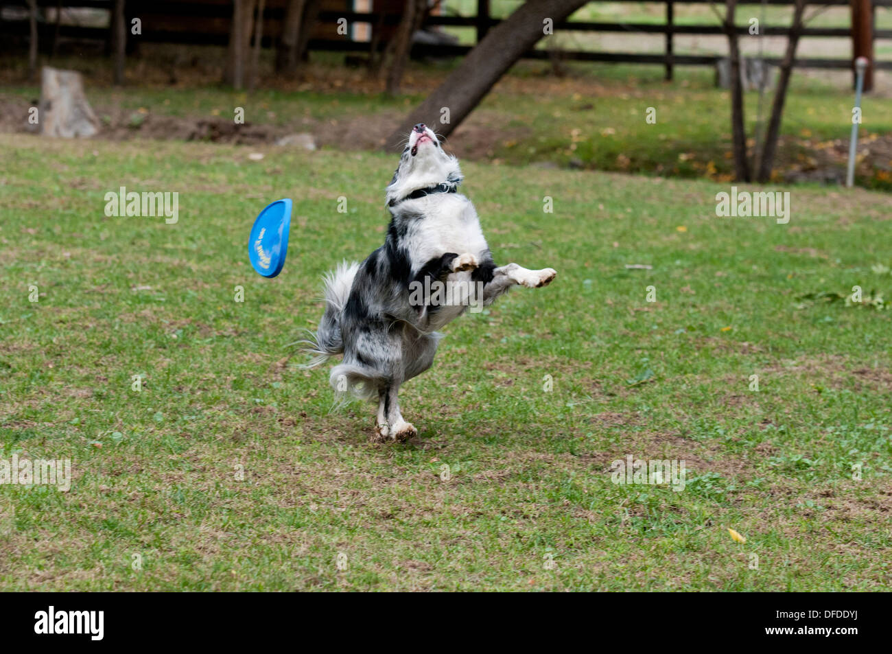 Jumping dog hi-res stock photography and images - Alamy