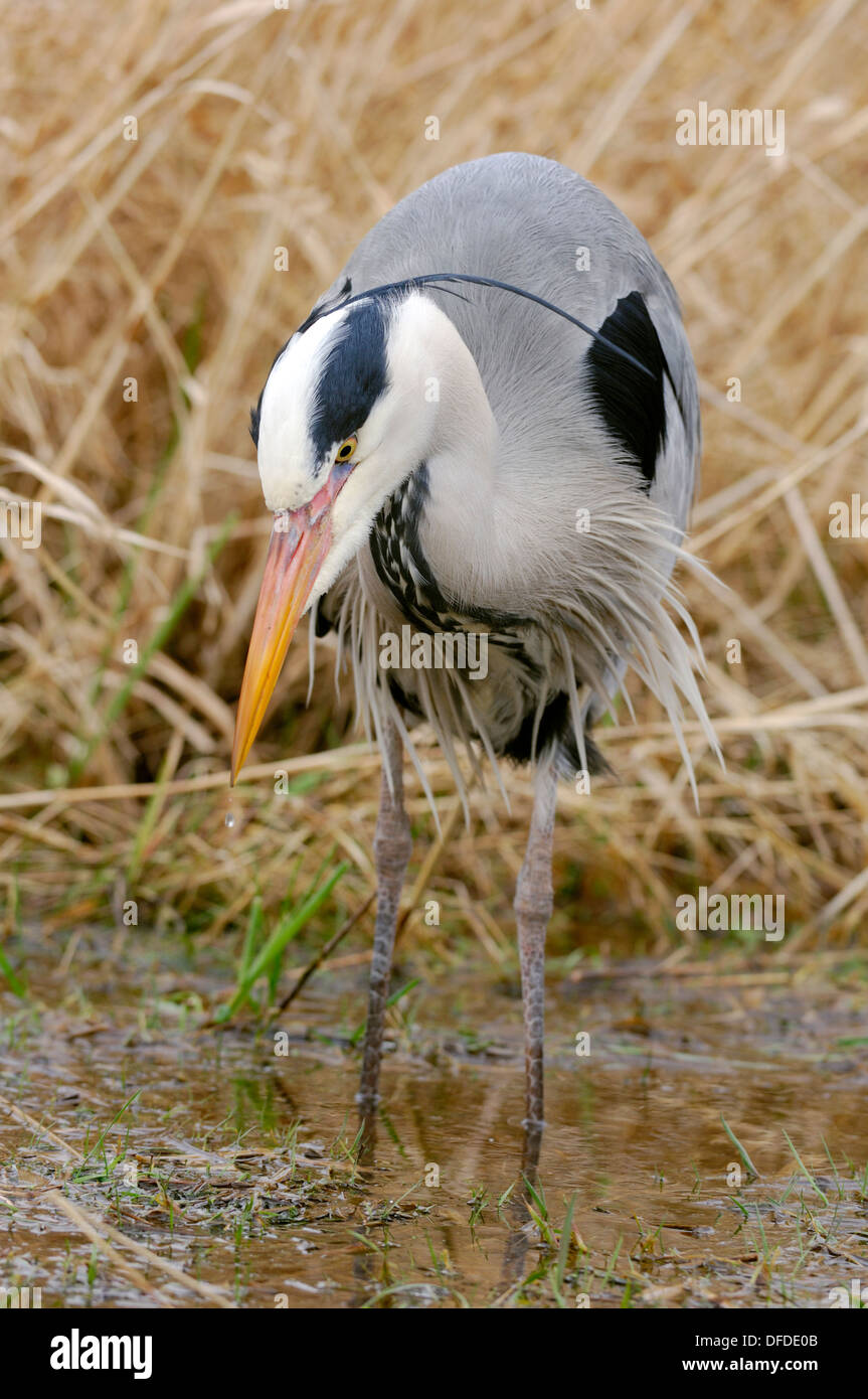 Stalk bird hi-res stock photography and images - Alamy