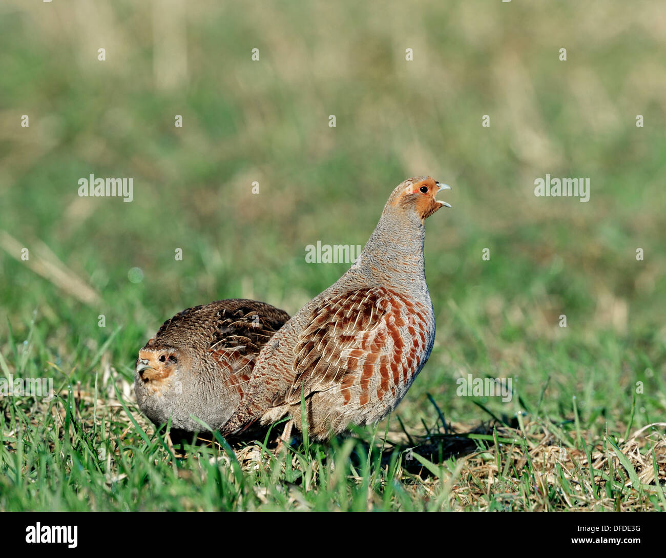 Grey partridge perdix perdix female hi-res stock photography and images ...