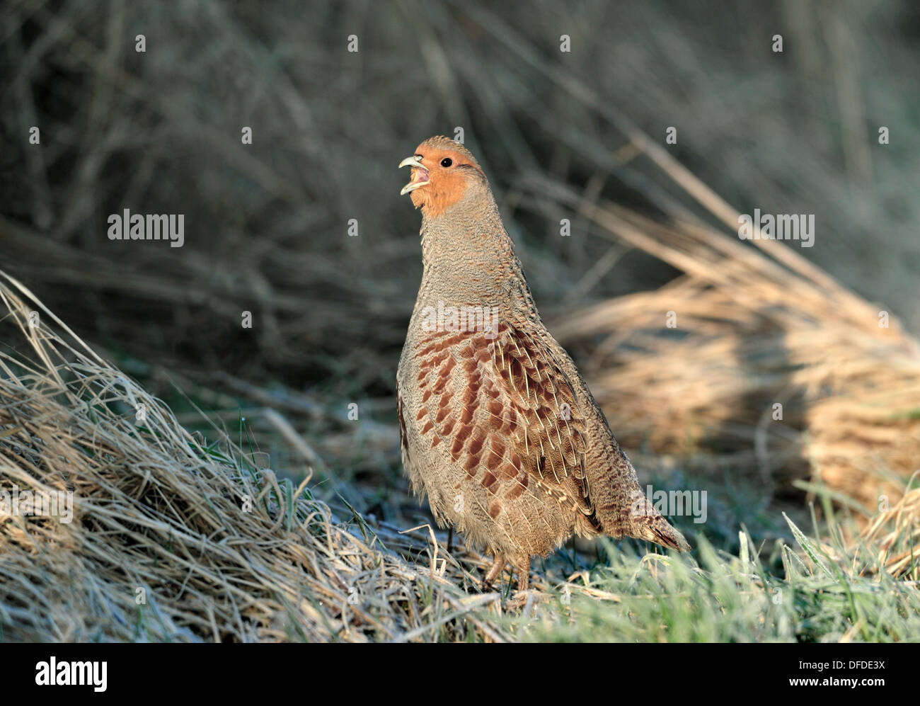 Grey Partridge Perdix perdix Stock Photo - Alamy