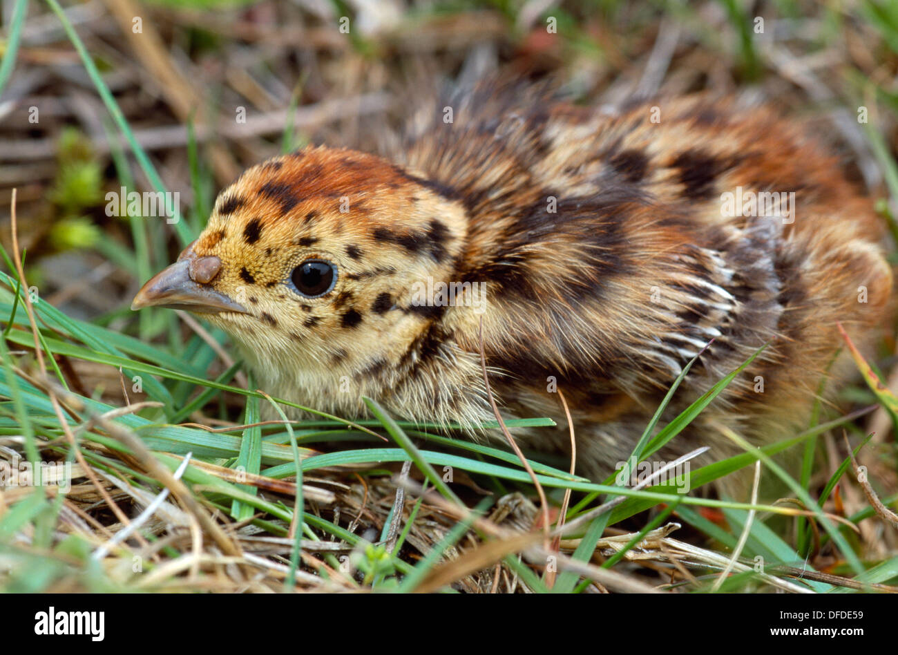 Nesting partridge hi-res stock photography and images - Alamy