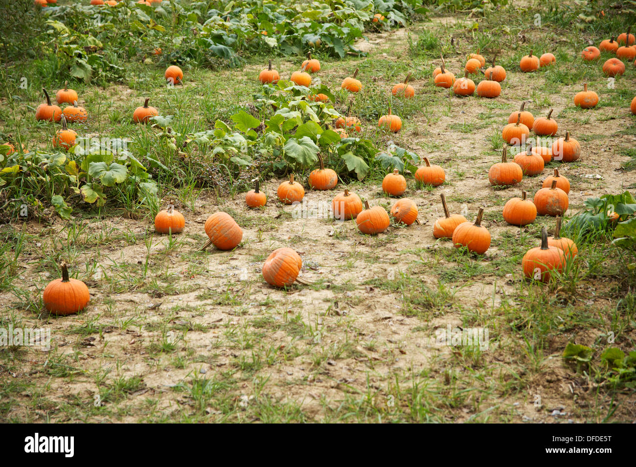 Patch of ground hi-res stock photography and images - Alamy