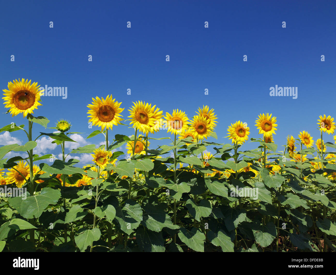 Hokuto, Yamanashi, Japan Stock Photo - Alamy