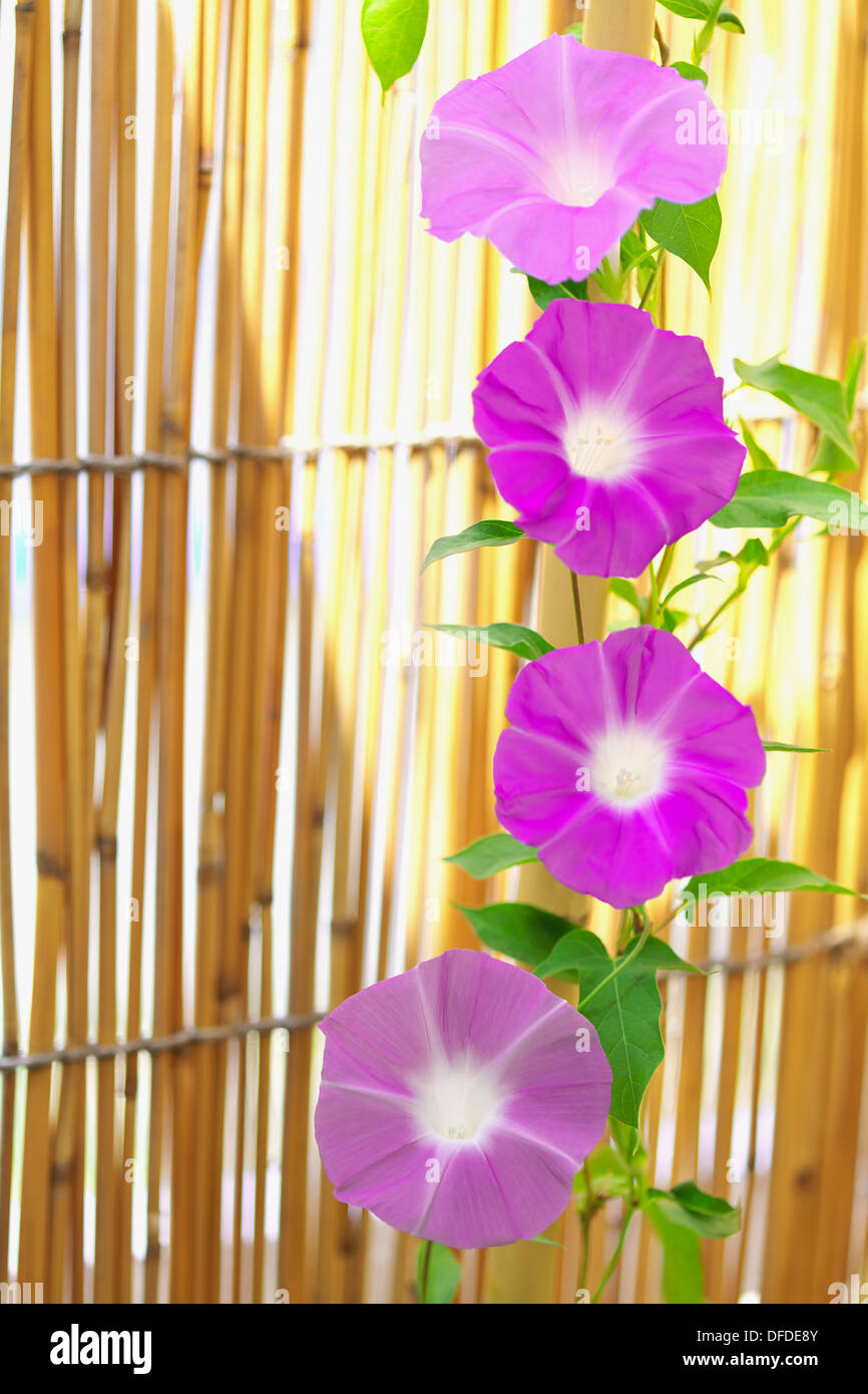 Japanese Morning Glory Stock Photo - Alamy