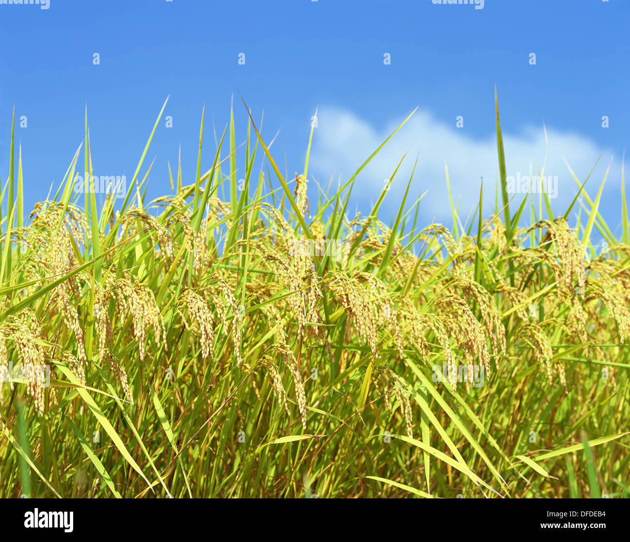 Rice crop hi-res stock photography and images - Alamy