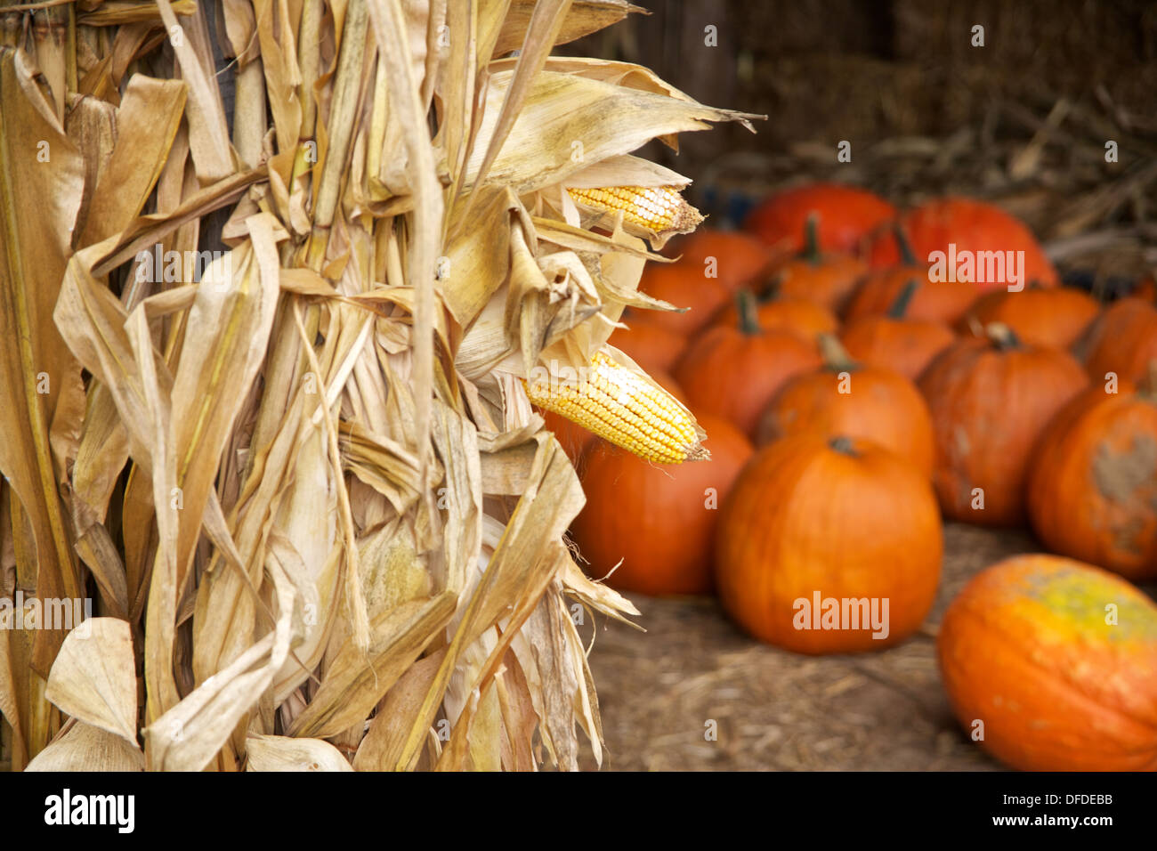 Corn stalk hi-res stock photography and images - Alamy