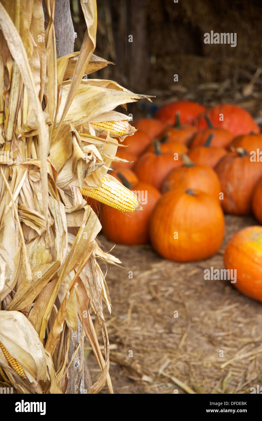 Corn stalk hi-res stock photography and images - Alamy