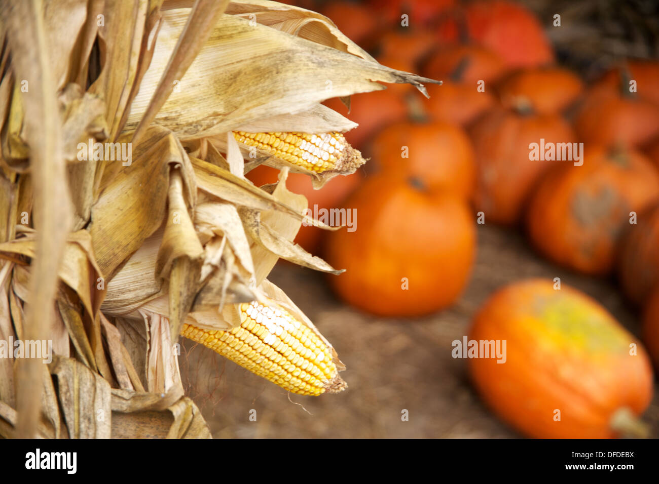 Large pumpkins hi-res stock photography and images - Alamy